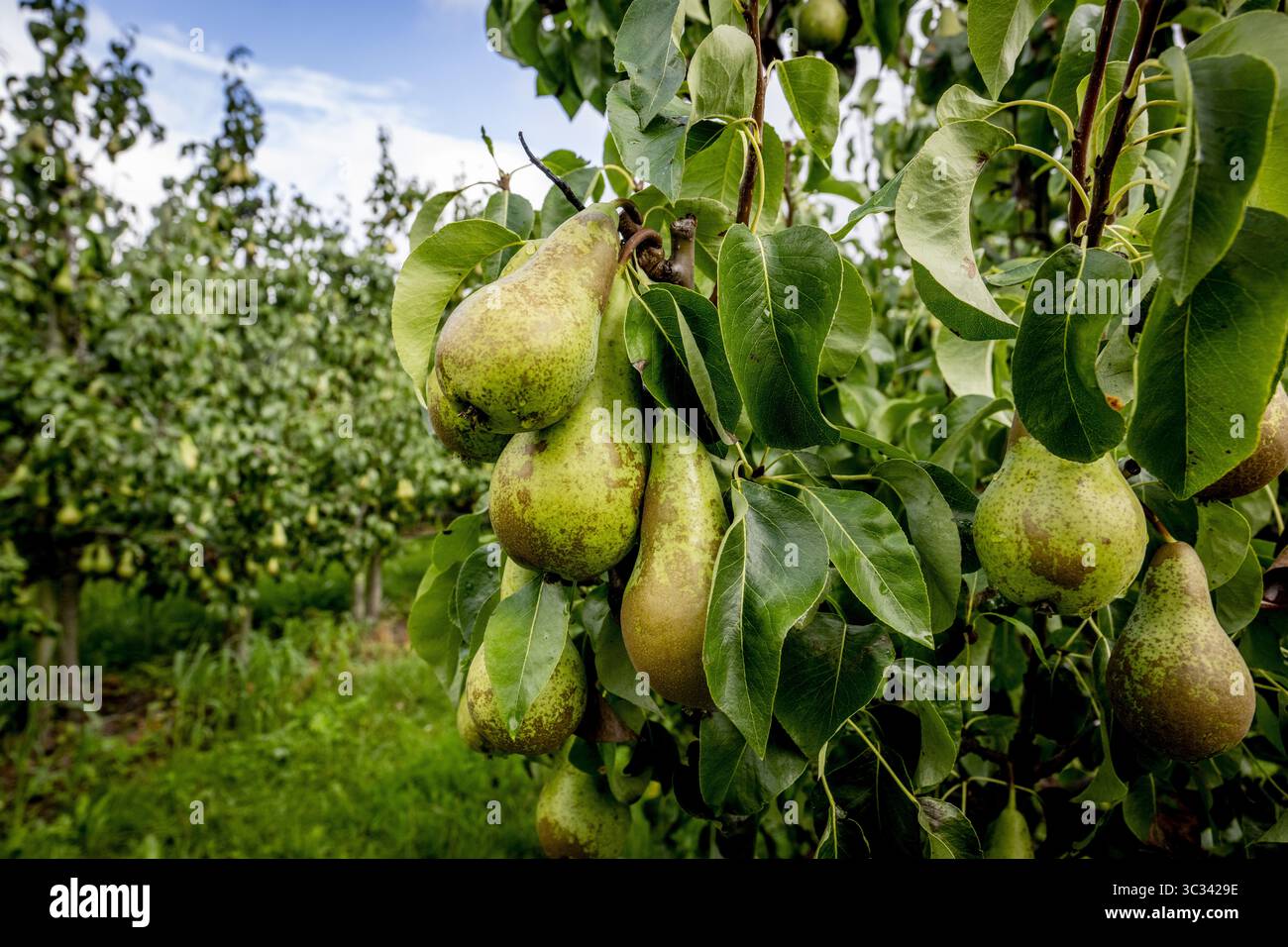 THE MAIN - Pears hang from a pear tree in fruit tree plantation. ANP ...