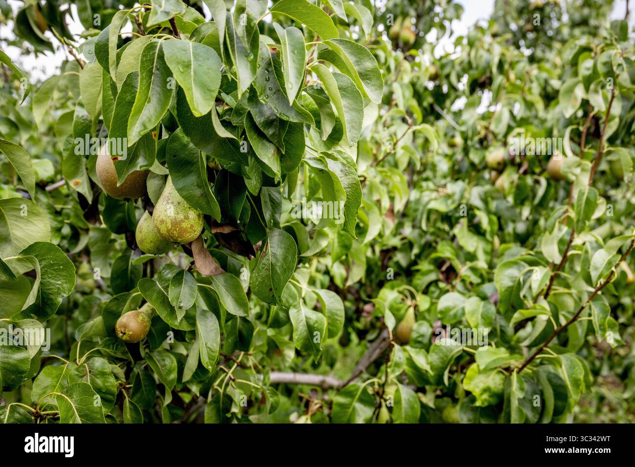 THE MAIN - Pears hang from a pear tree in fruit tree plantation. ANP ...