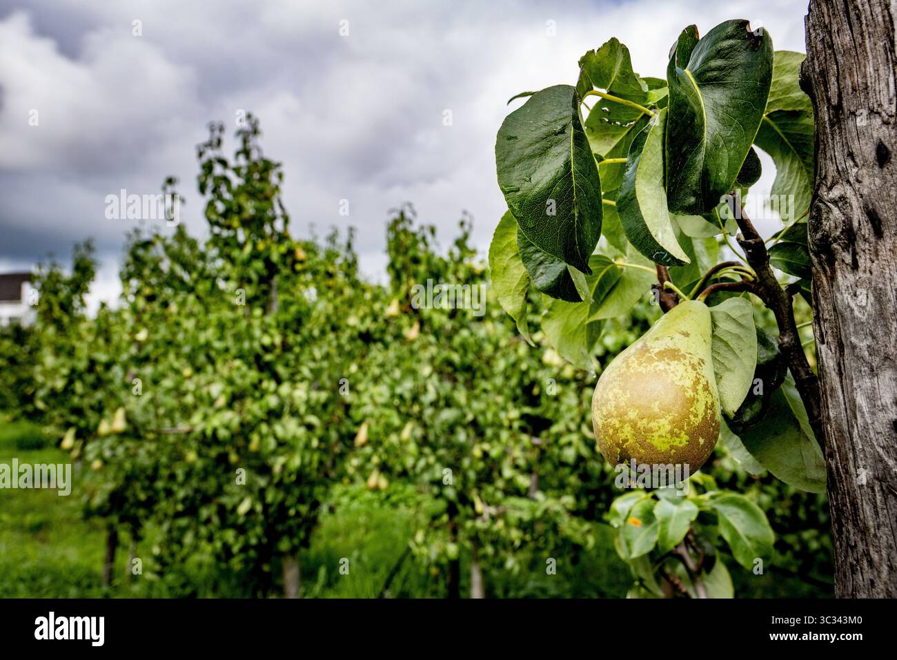 THE MAIN - Pears hang from a pear tree in fruit tree plantation. ANP ...