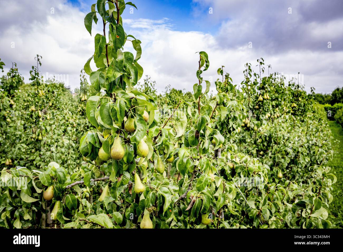 THE MAIN - Pears hang from a pear tree in fruit tree plantation. ANP ...