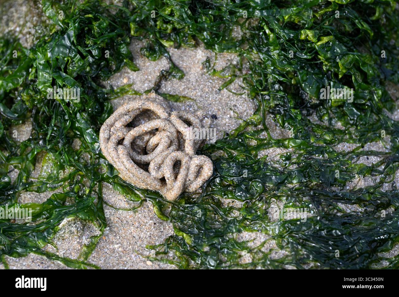 Blow lugworm ; arenicola marina. Worm cast Stock Photo - Alamy