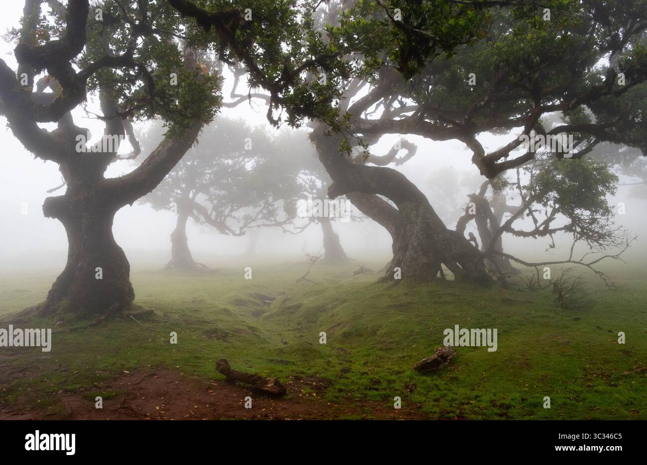 Laurel trees growing in a foggy forest in madeira island, creating a ...