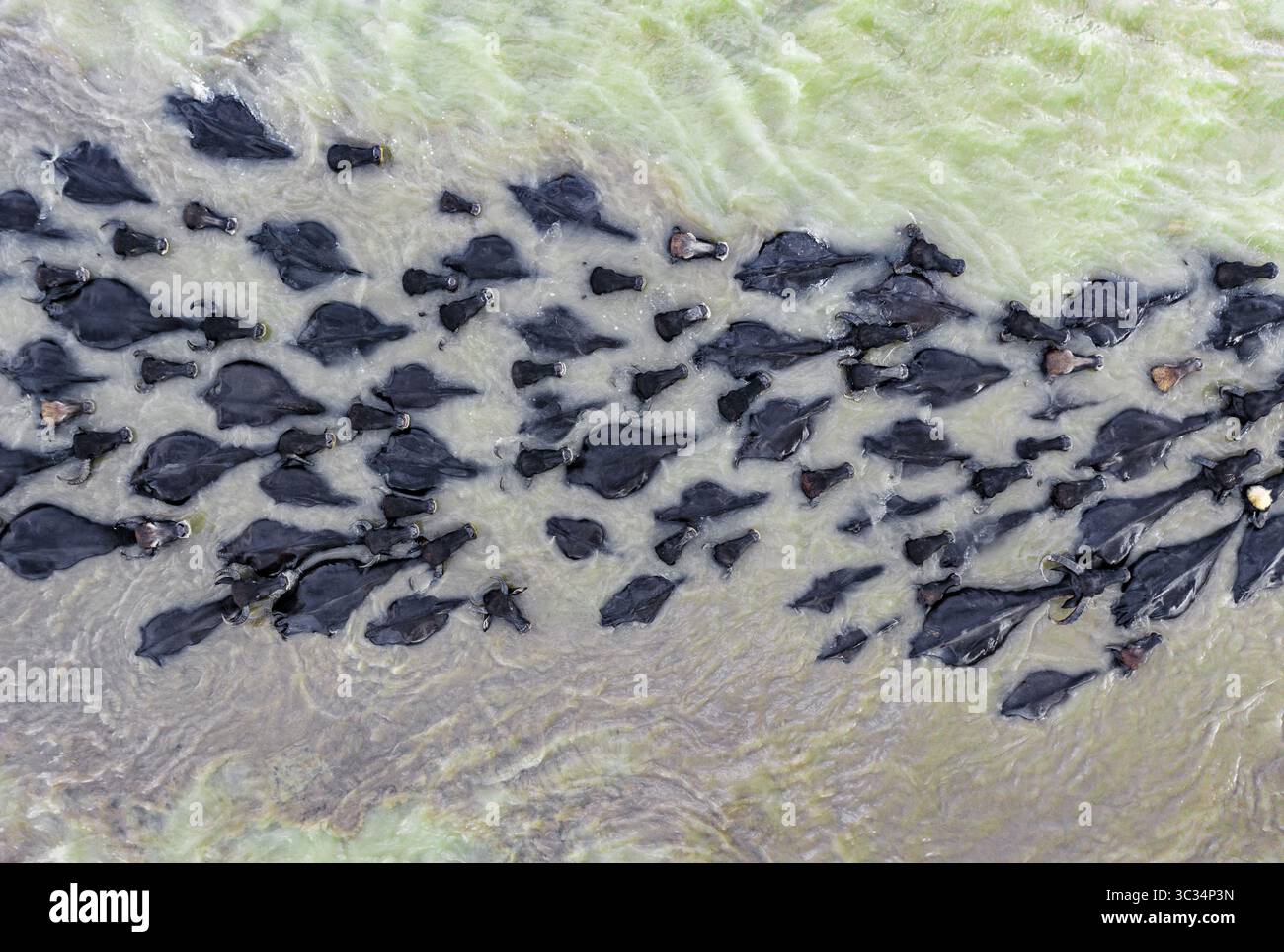 Aerial view of a dark mass of cattle wading through shallow, rippling ...