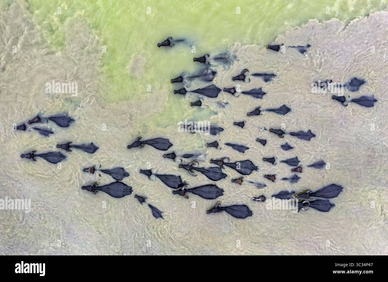 Aerial view of a herd of water buffalo wading through the murky ...