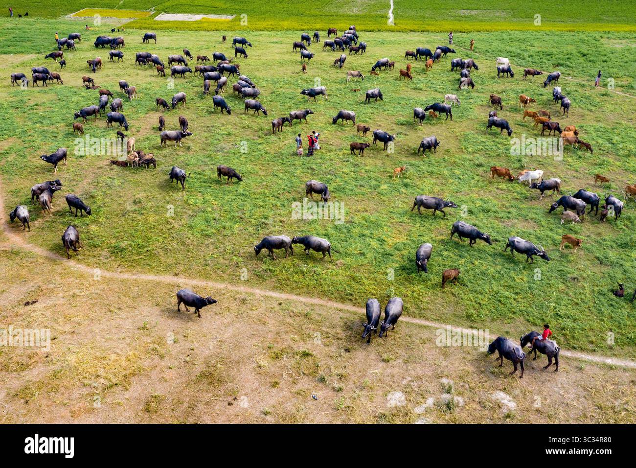 Aerial view of a large herd of buffalo grazing peacefully on the ...