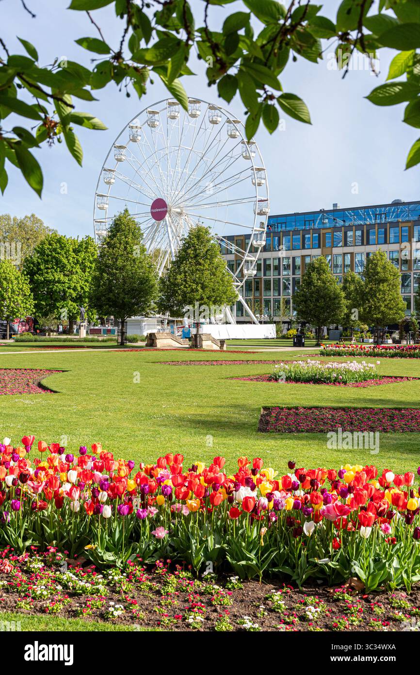 Springtime tulips and a Ferris Wheel (Giant Observation Wheel) in ...