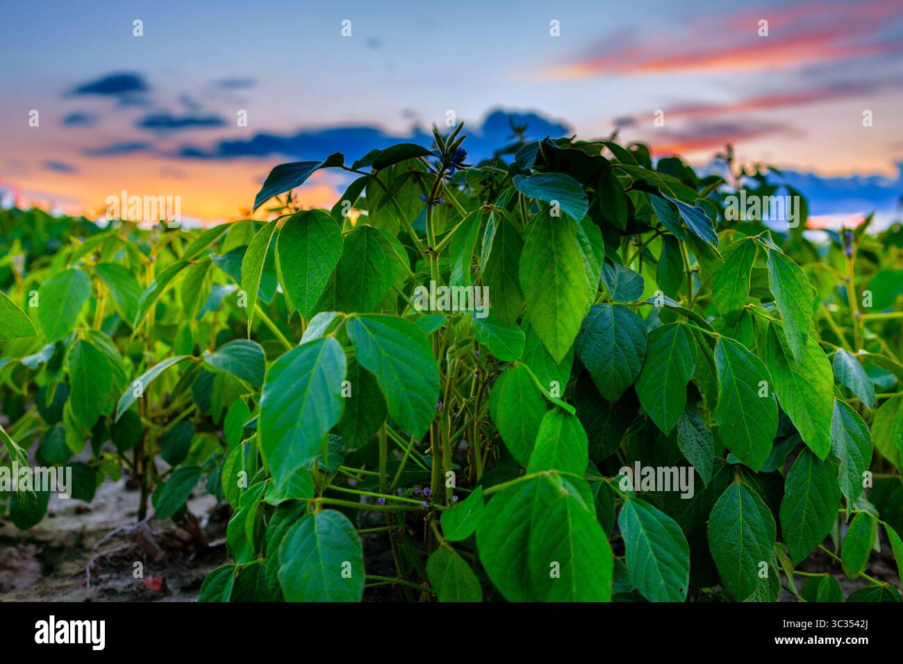 Expansive soybean field under hi-res stock photography and images - Alamy