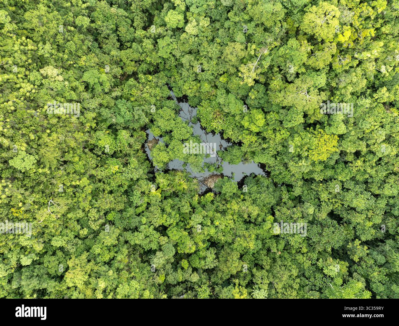 Aerial view of a dense, verdant jungle canopy with a dark, still body ...