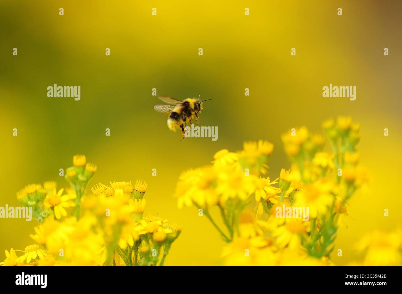 A bee collecting pollen on the banks of the Dodder river on a summer ...