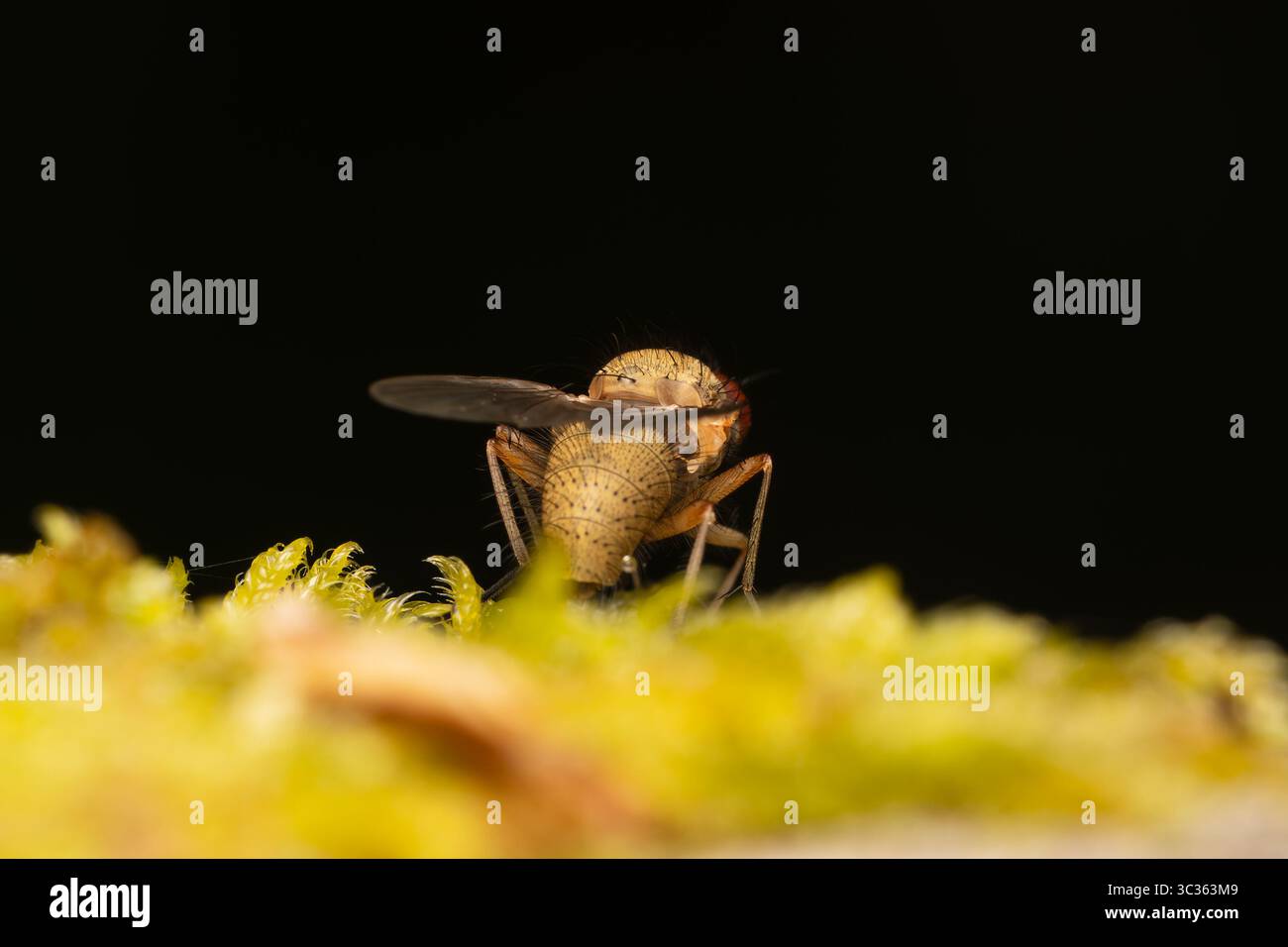Close-up of a Muscid fly (Helina impuncta) resting on moss in Les ...