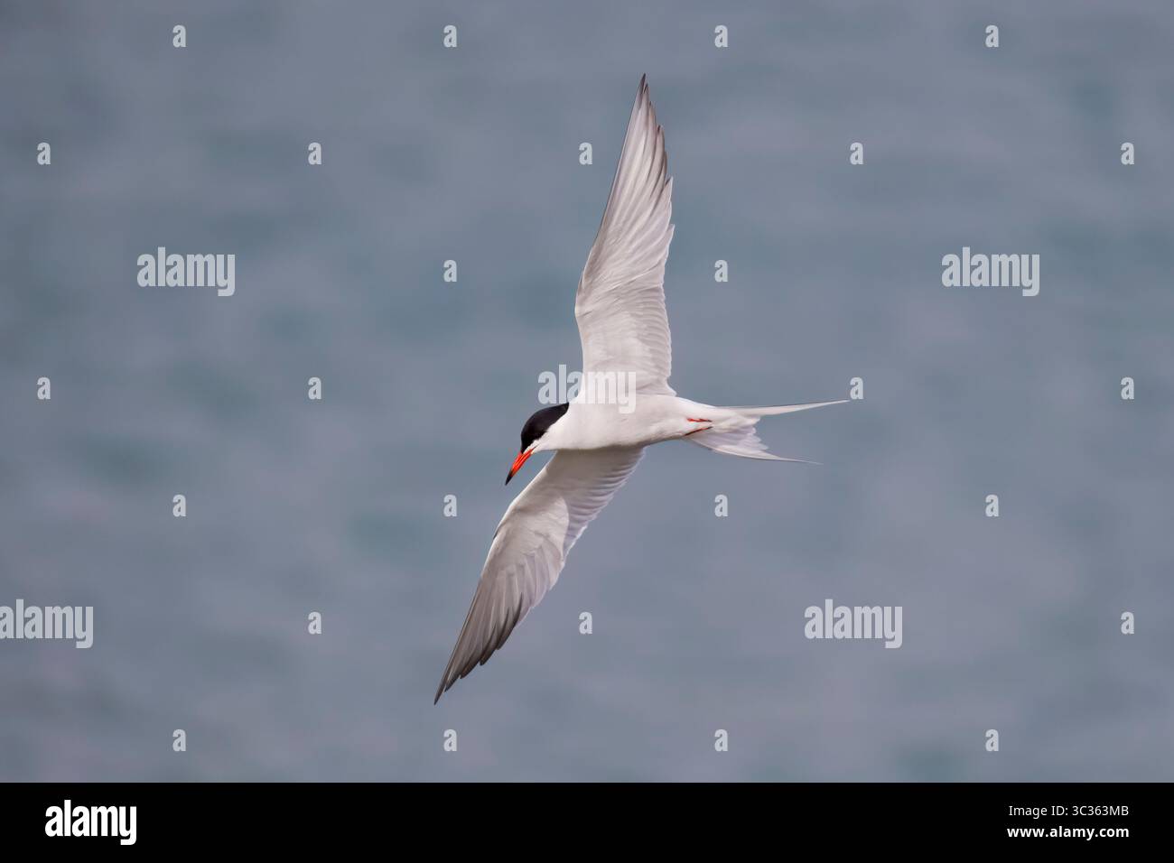 Common Tern in flight on the Shetlands Scotland Stock Photo - Alamy