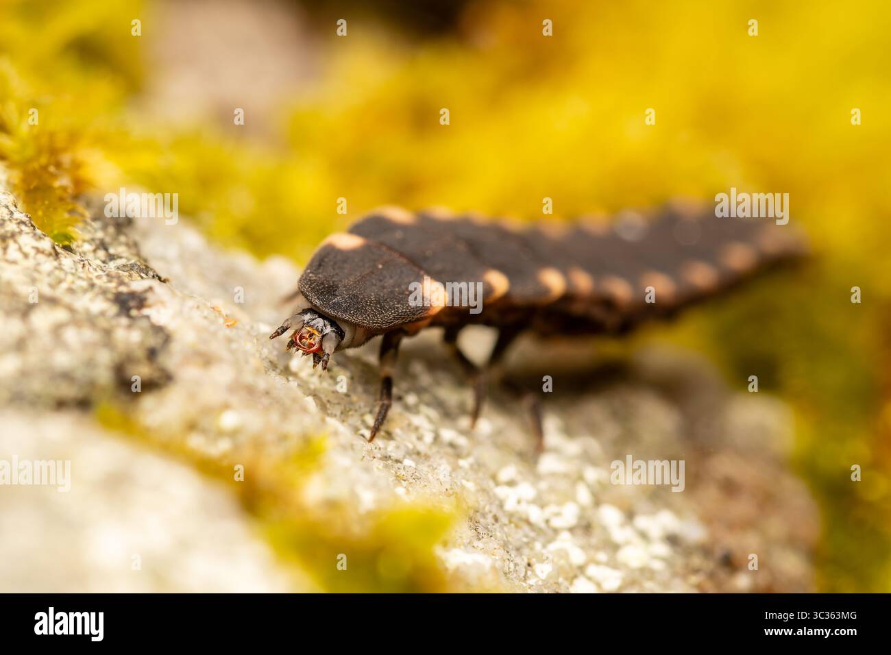 Close-up of a female glow-worm (Lampyris noctiluca) larva on moss in ...