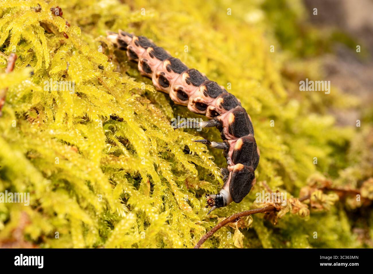 Close-up of a female glow-worm (Lampyris noctiluca) larva on moss in ...
