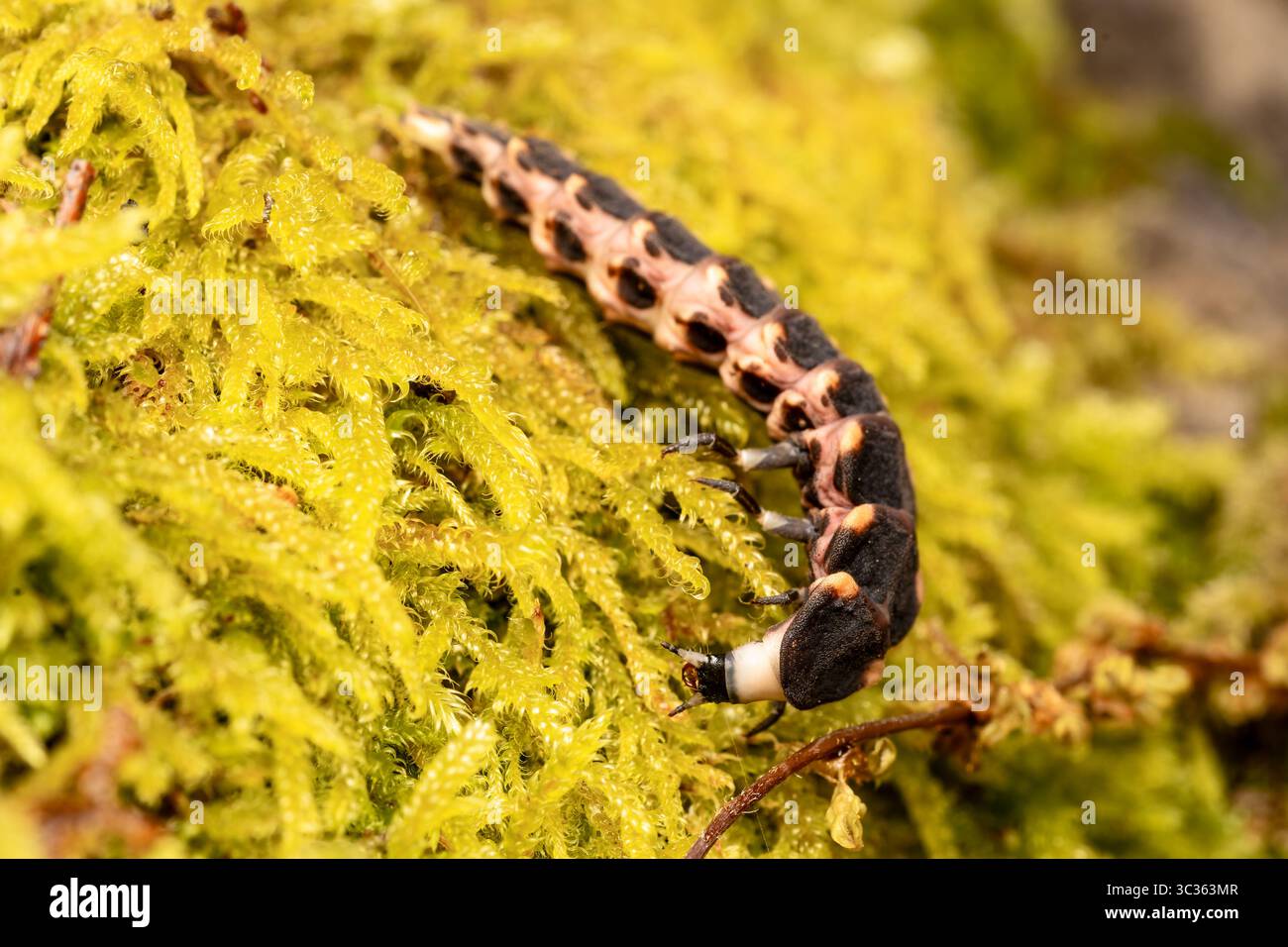 Bioluminescent beetle france hi-res stock photography and images - Alamy