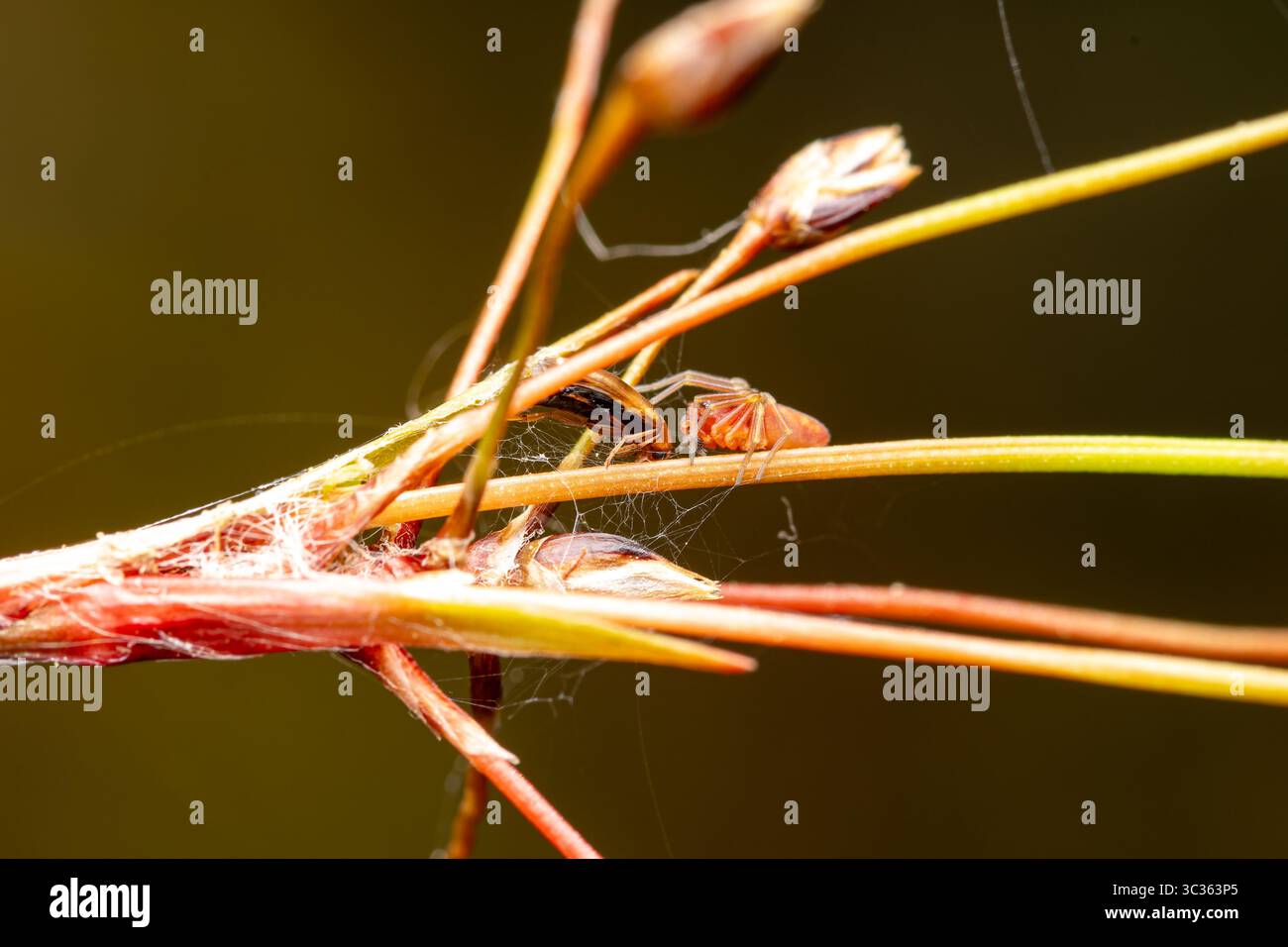 Suspended Nigma flavescens spider hanging on silk thread in Les Bordes ...