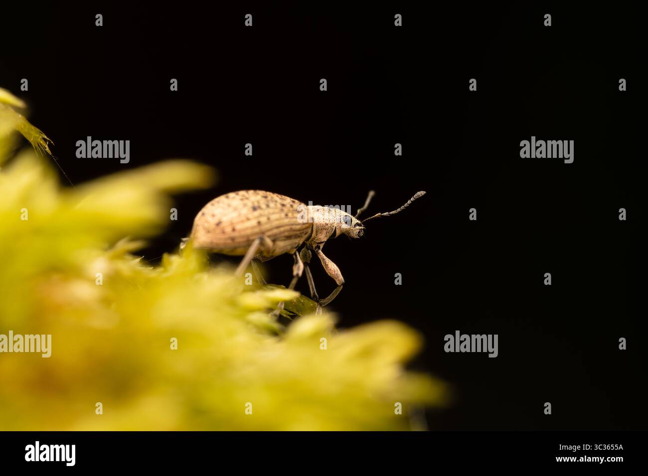 Green weevil (Polydrusus cervinus) walking on moss, close-up of a ...