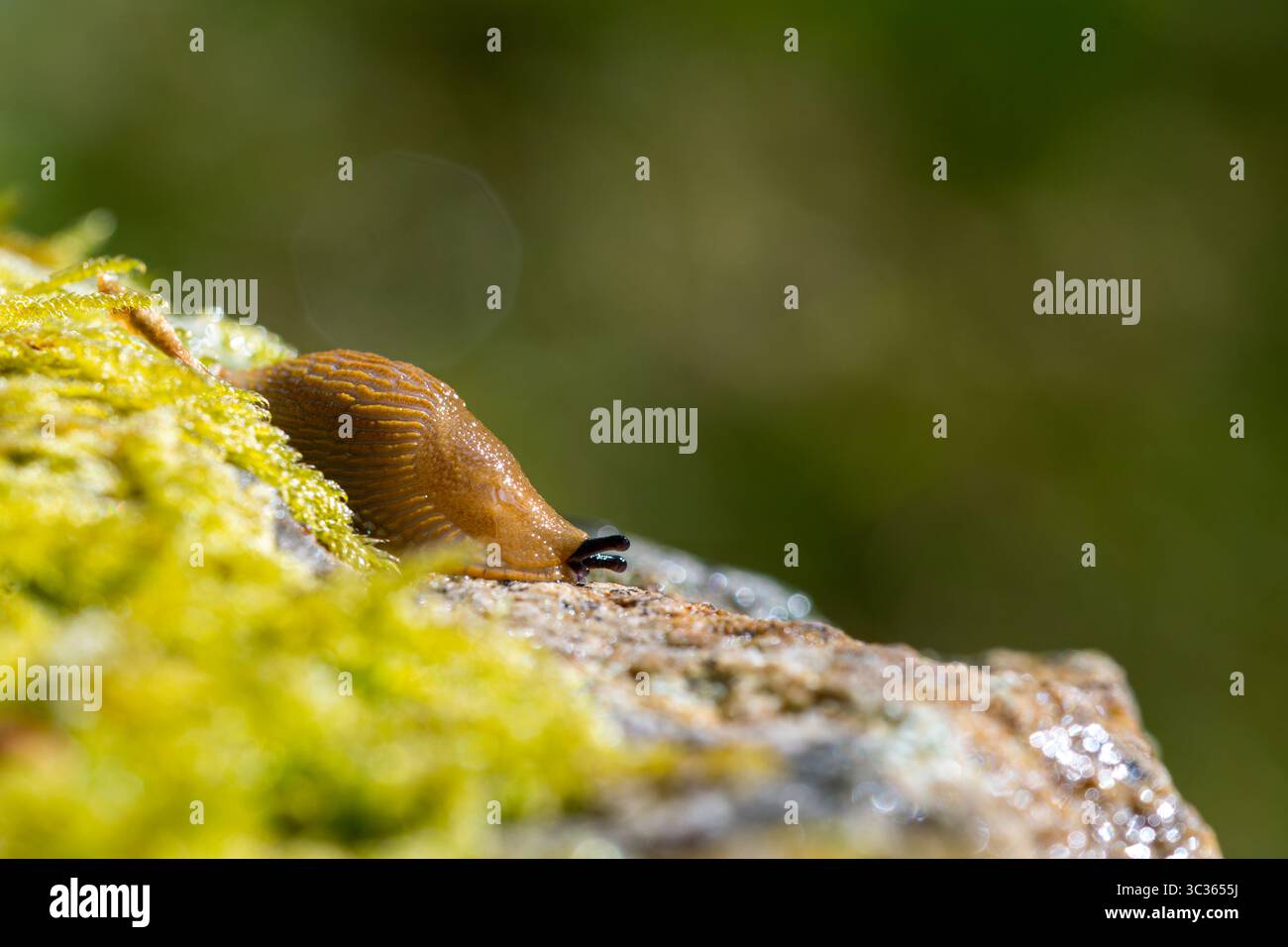 Spanish slug (Arion vulgaris) crawling on mossy rock, invasive land ...