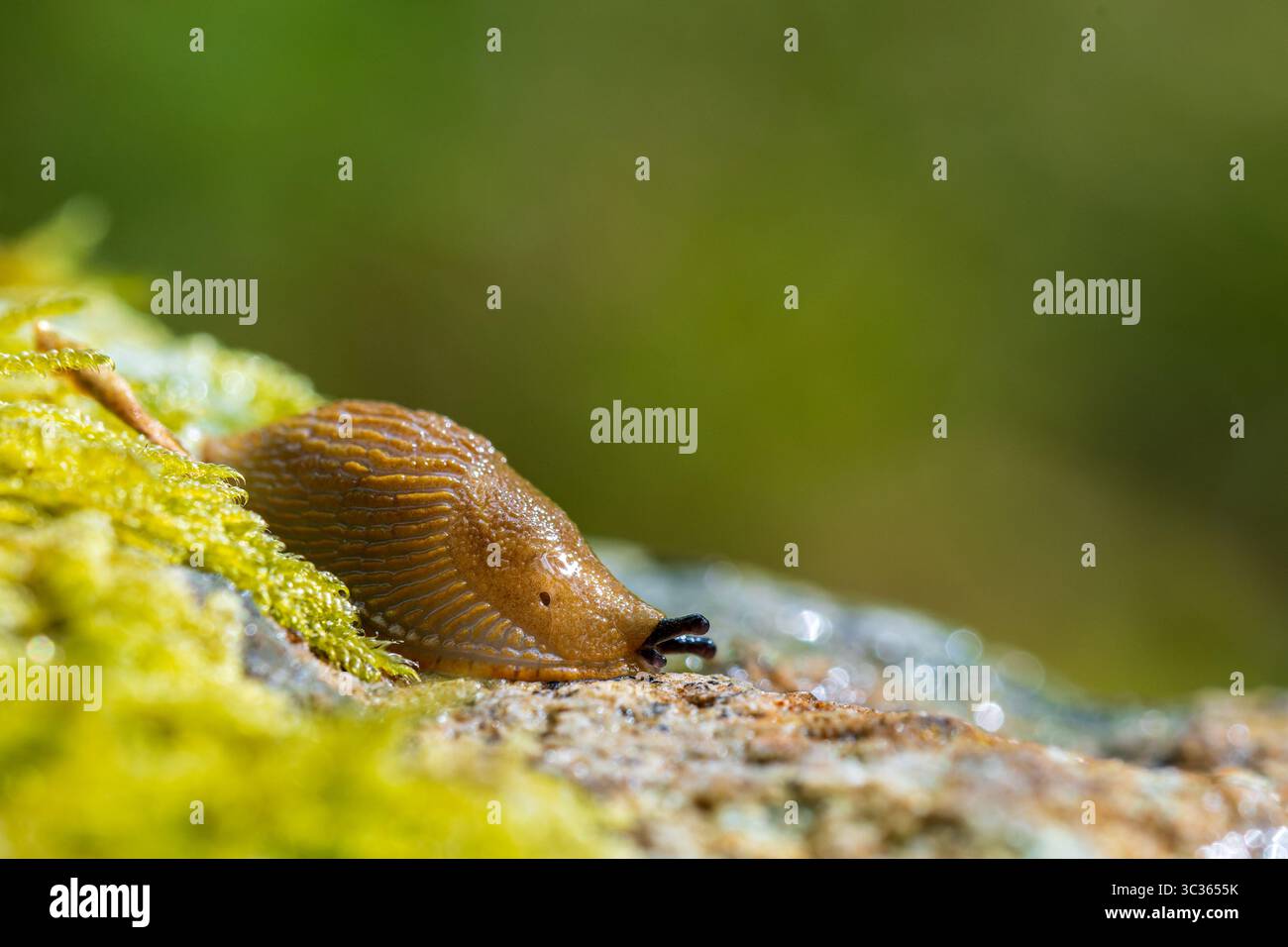Spanish slug (Arion vulgaris) crawling on mossy rock, invasive land ...