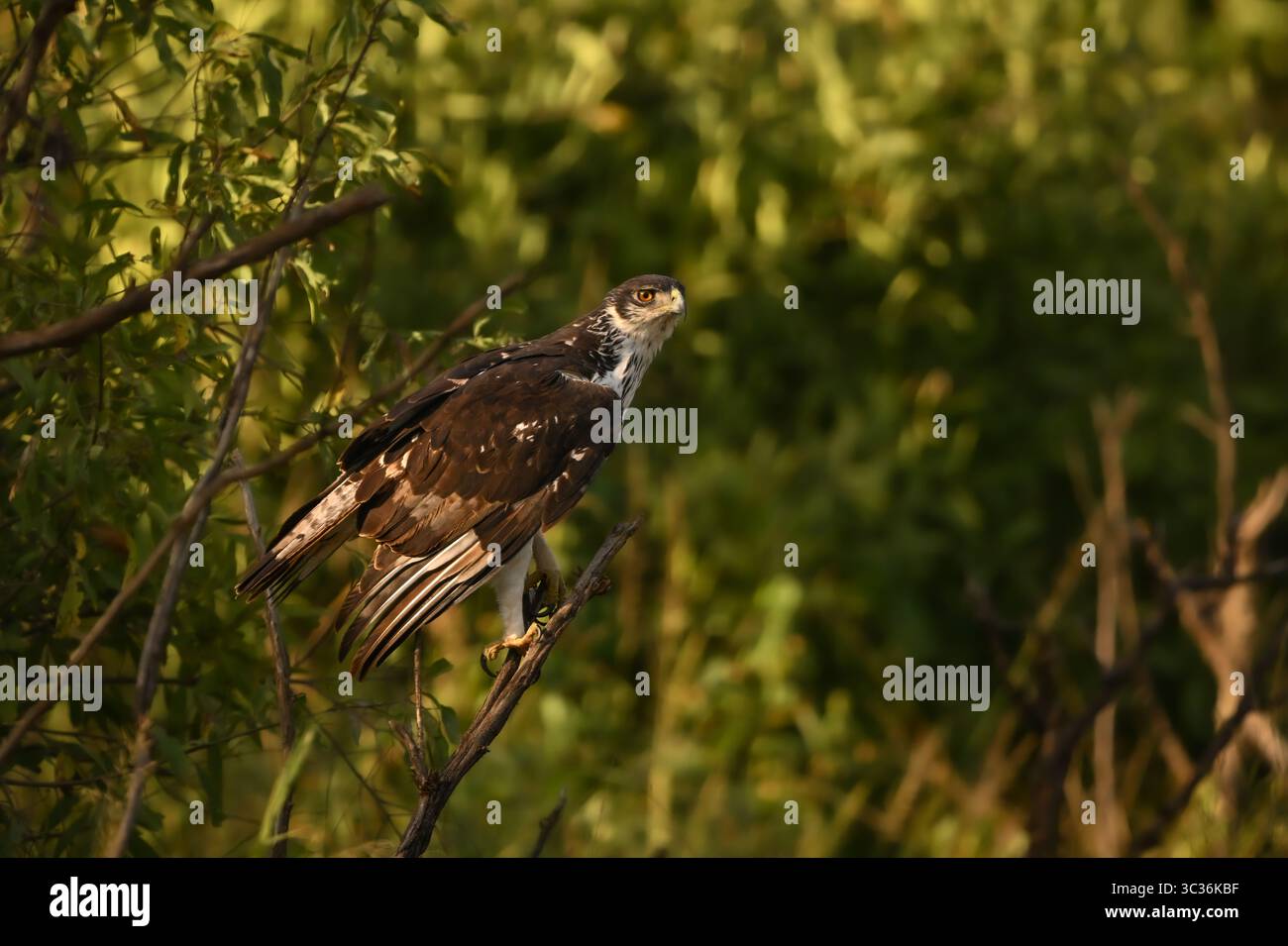 Augur buzzard with catchlight in dappled sunshine Stock Photo - Alamy