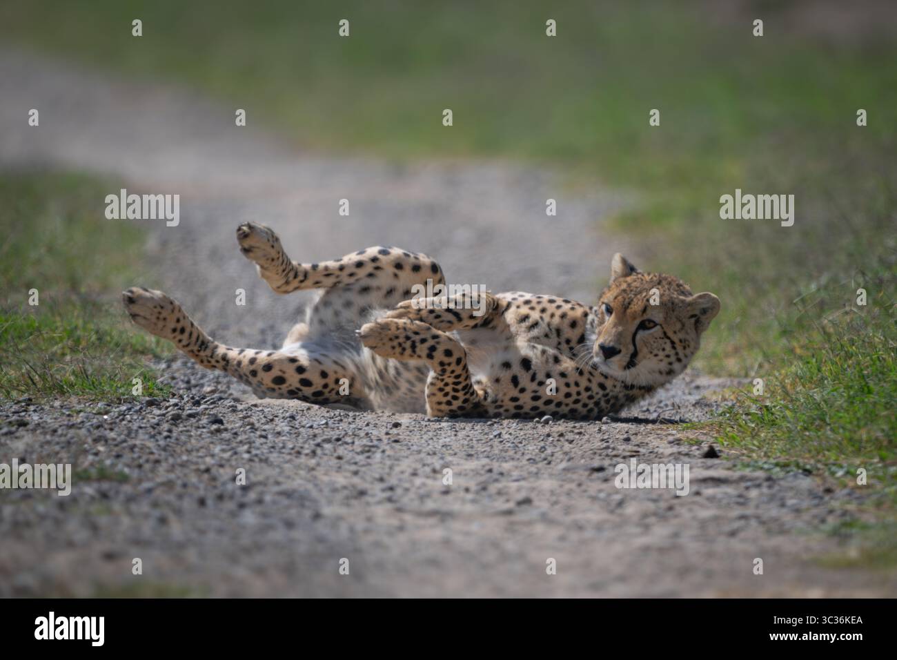 Male cheetah rolls on back in road Stock Photo - Alamy