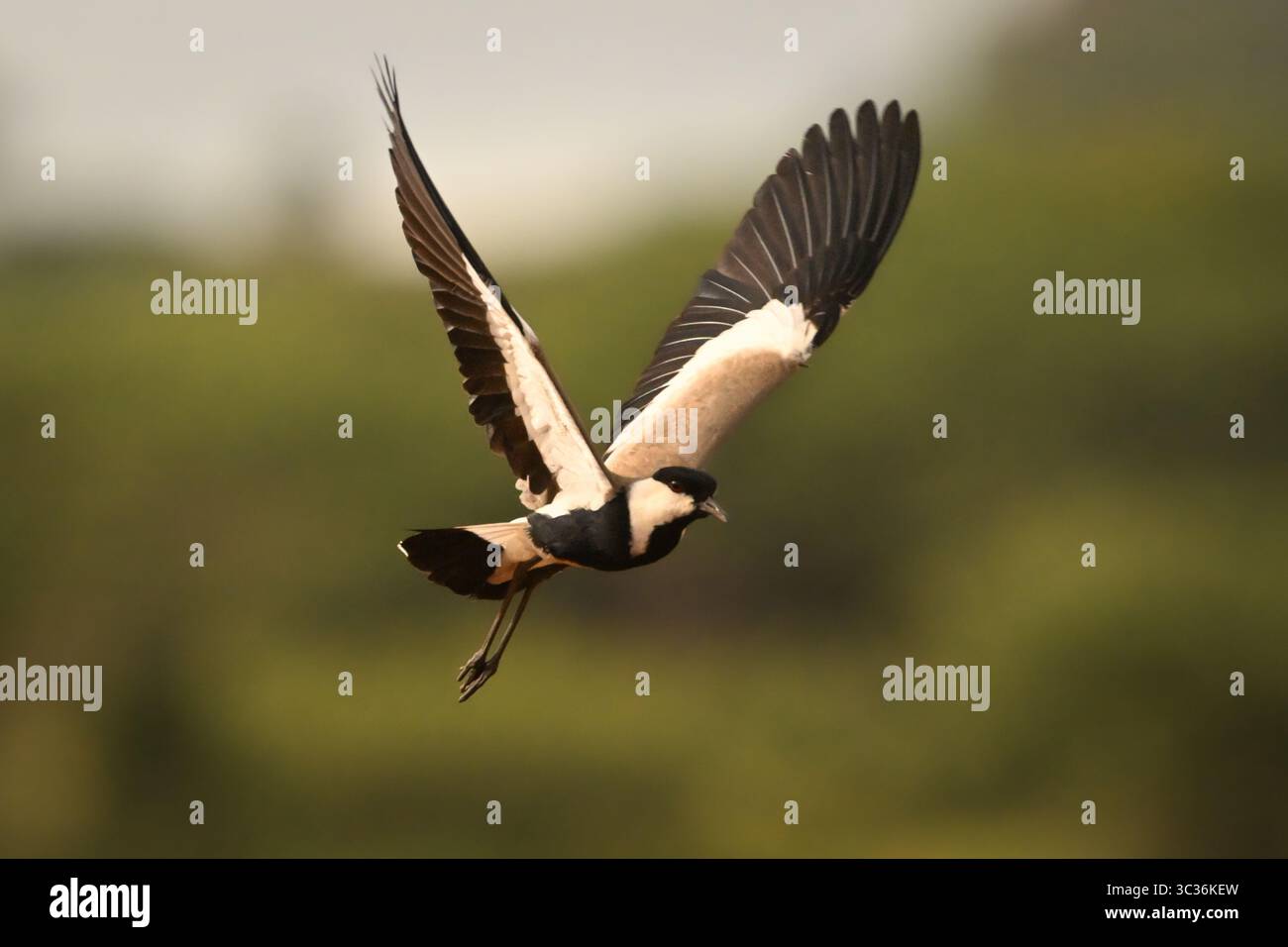 Spur-winged lapwing lifts wings flying past trees Stock Photo - Alamy