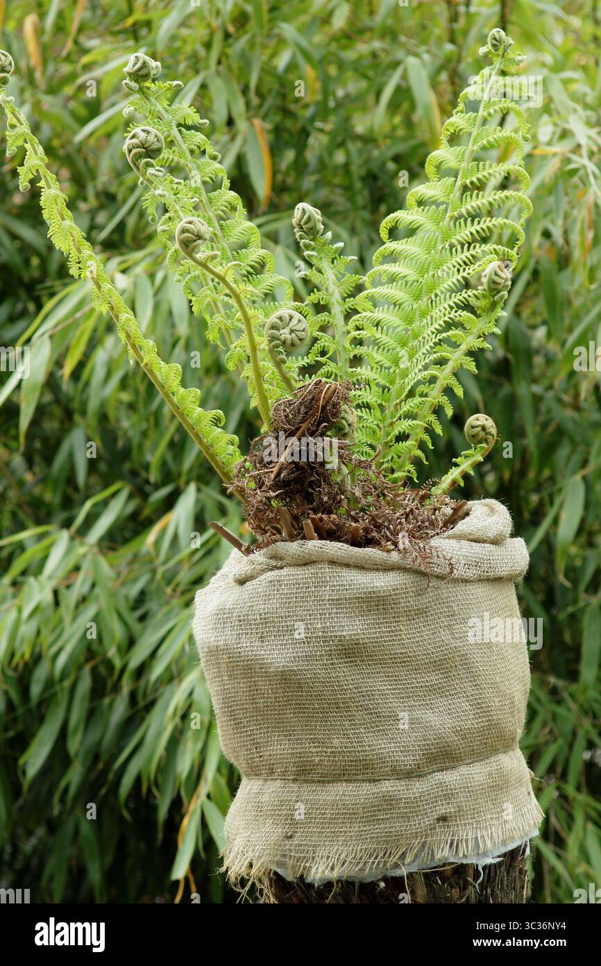 Dicksonia antarctica tree fern with winter protection, showing fresh ...