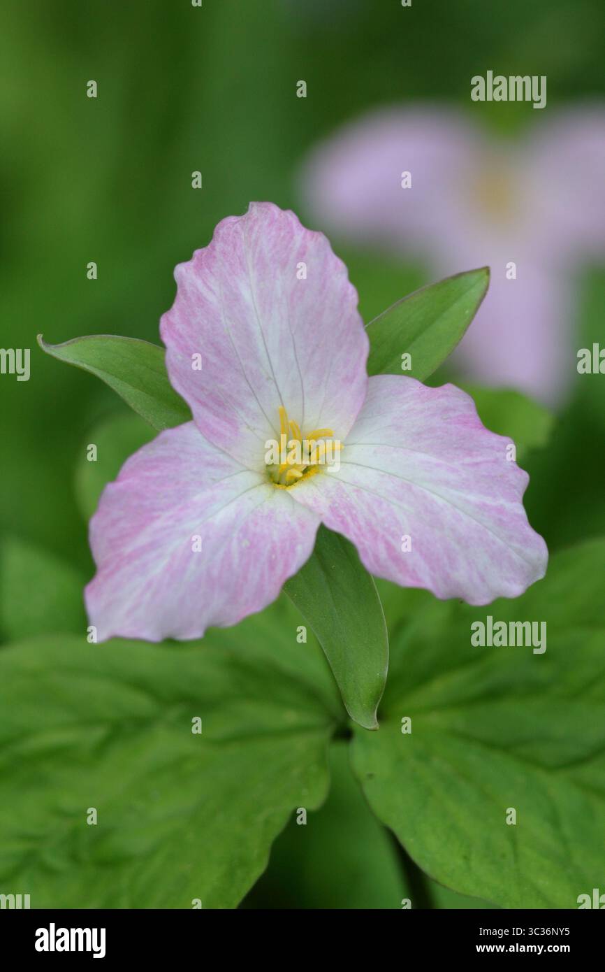 Rose coloured wake robin hi-res stock photography and images - Alamy