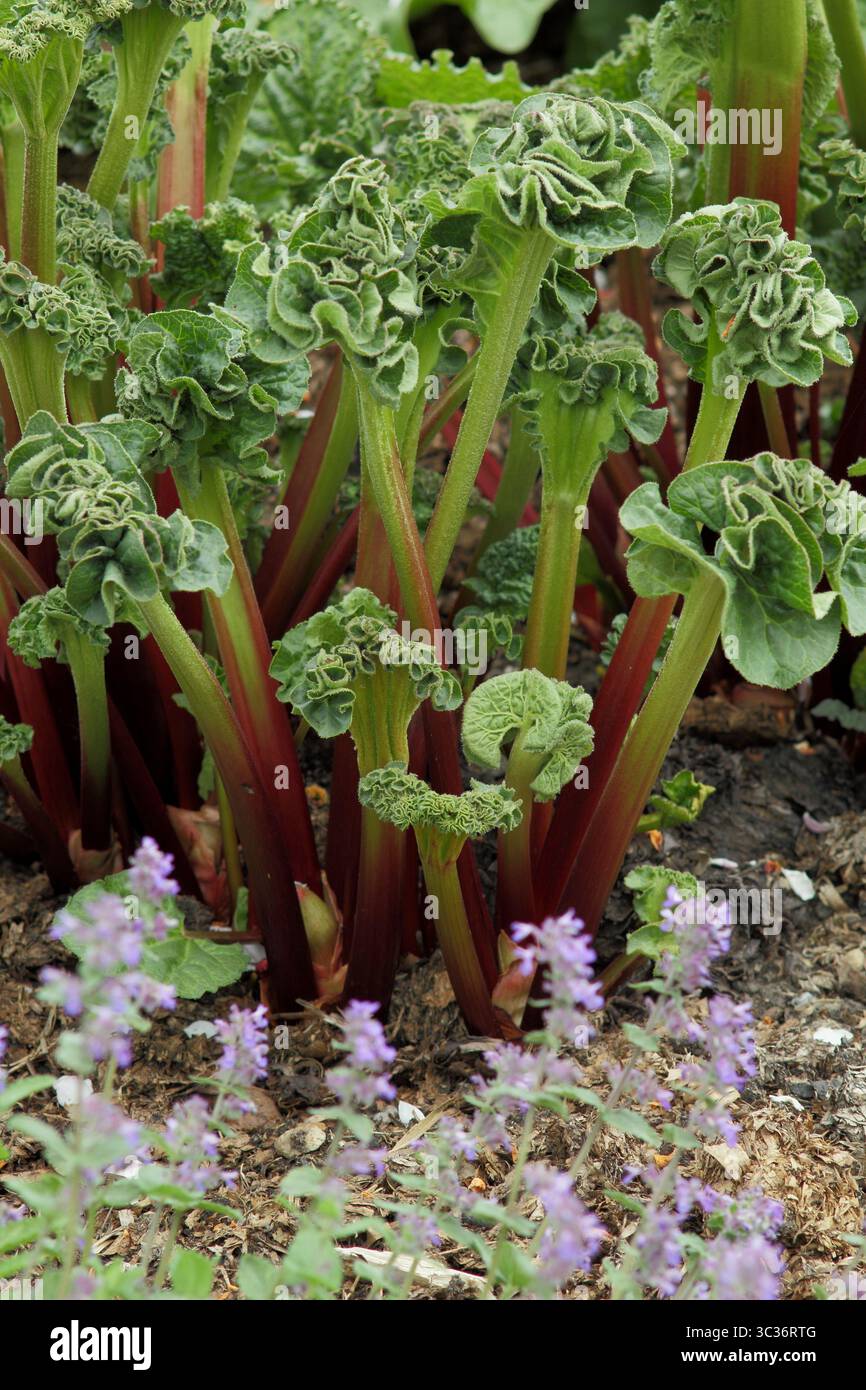 Rhubarb rheum hybridum raspberry hi-res stock photography and images ...