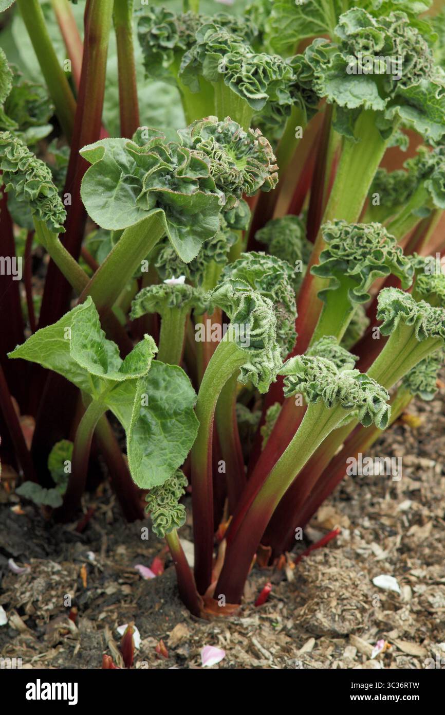 Rhubarb rheum hybridum raspberry hi-res stock photography and images ...