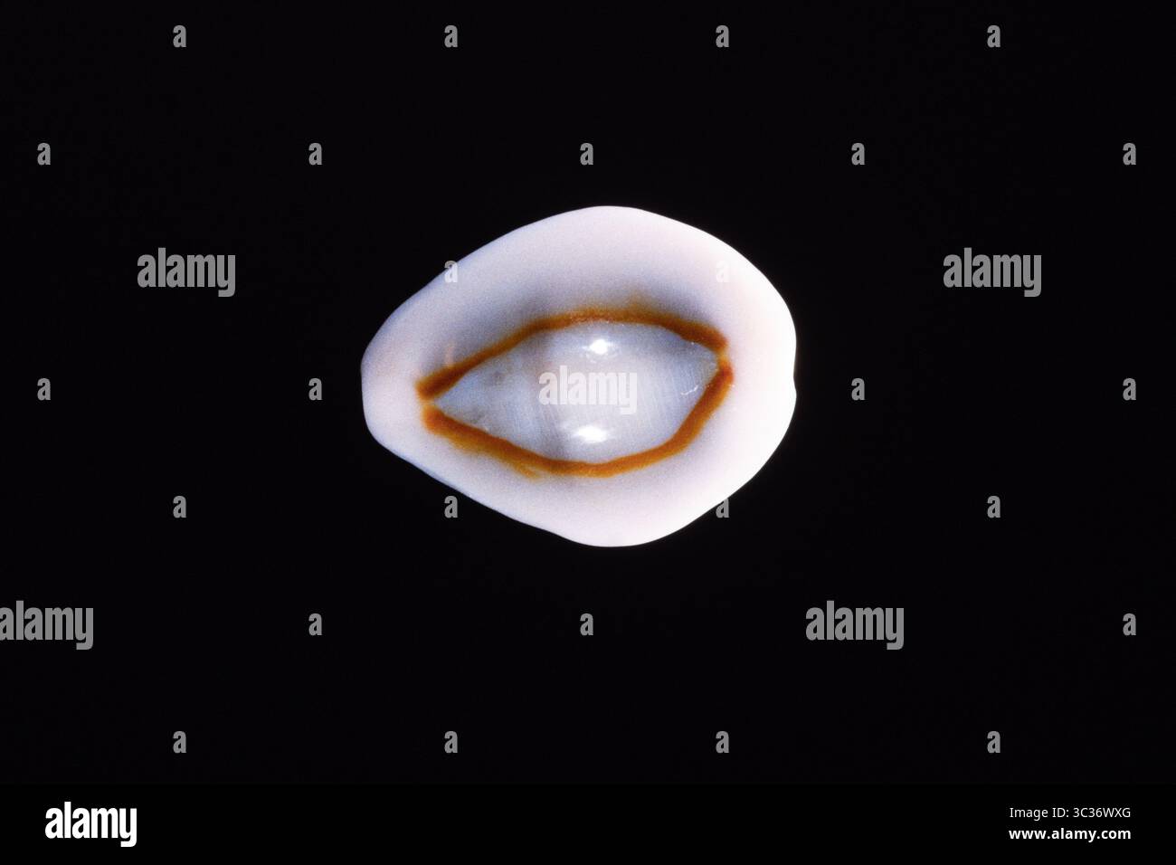 Galapagos snail hi-res stock photography and images - Alamy