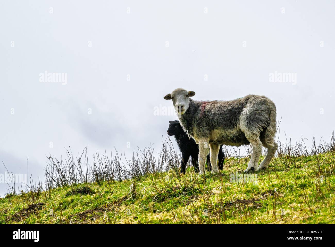 Sheep, Ullswater Lake, Lake District National Park, Cumbria, England ...
