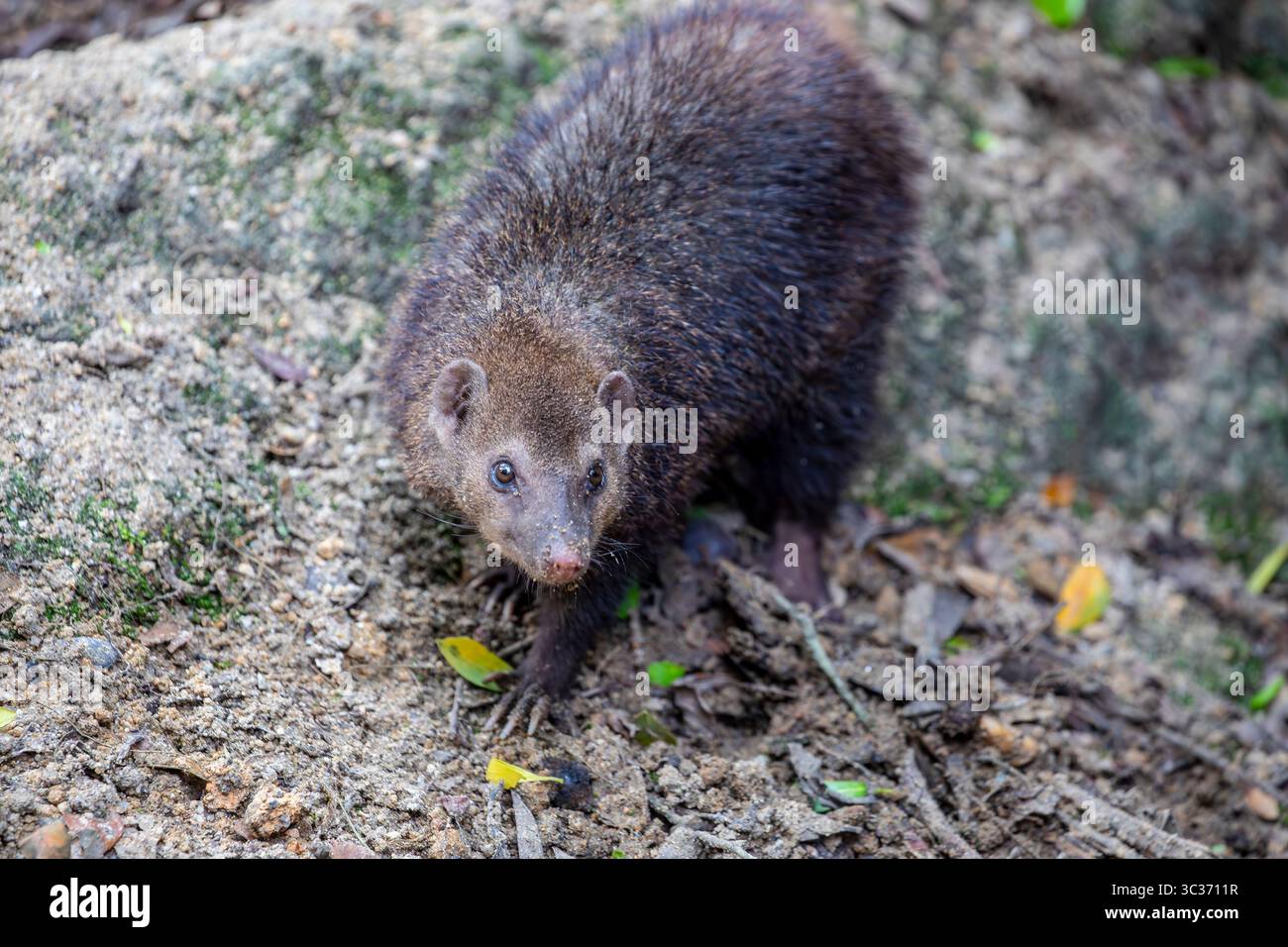 Dwarf weasel hi-res stock photography and images - Alamy