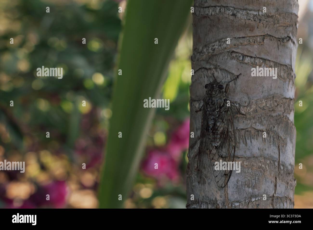 Cicada sitting on tree trunk, common insect in warm climates known for ...
