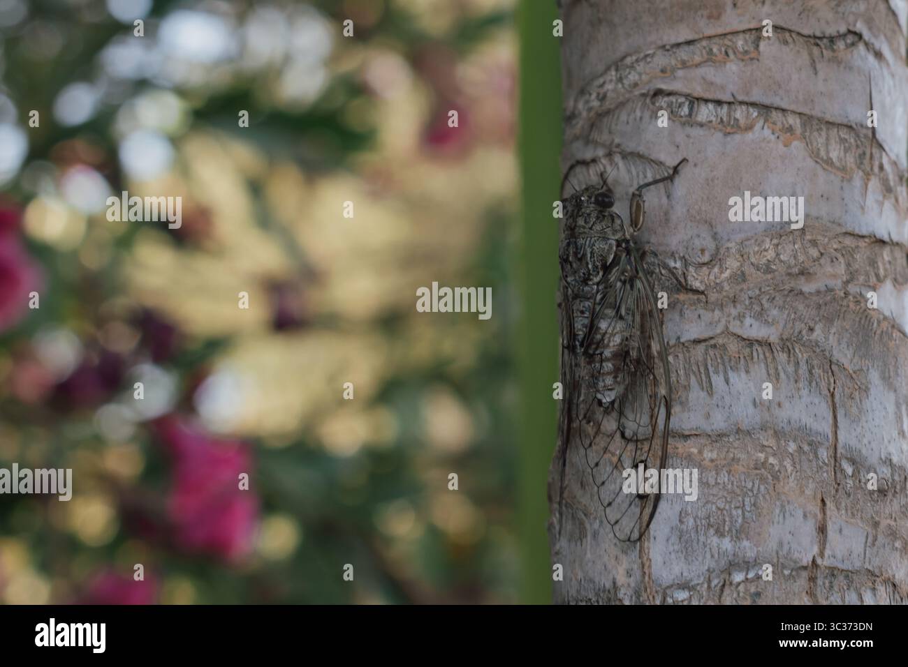 Cicada sitting on tree trunk, common insect in warm climates known for ...