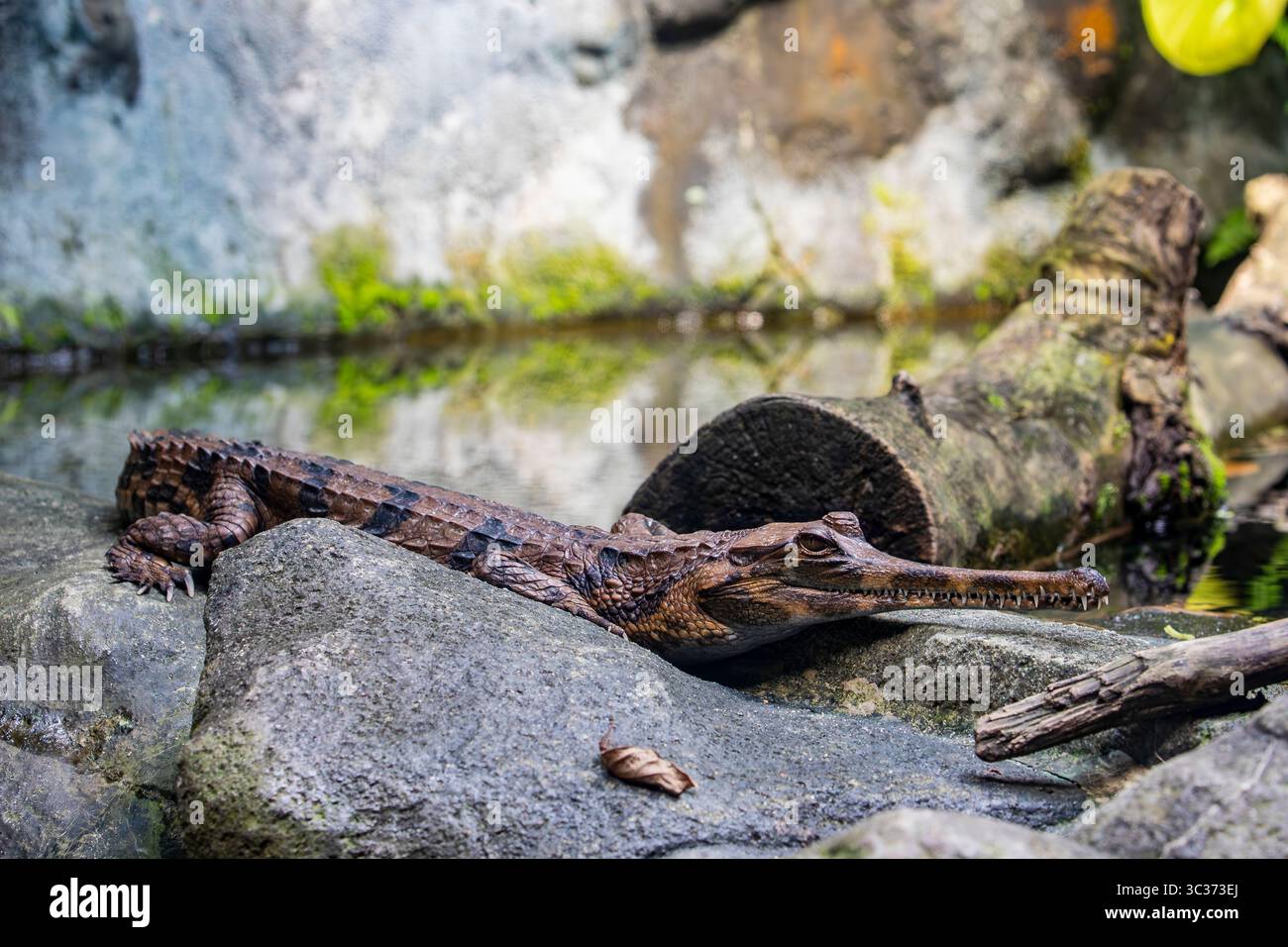 Gharial and ecology hi-res stock photography and images - Alamy