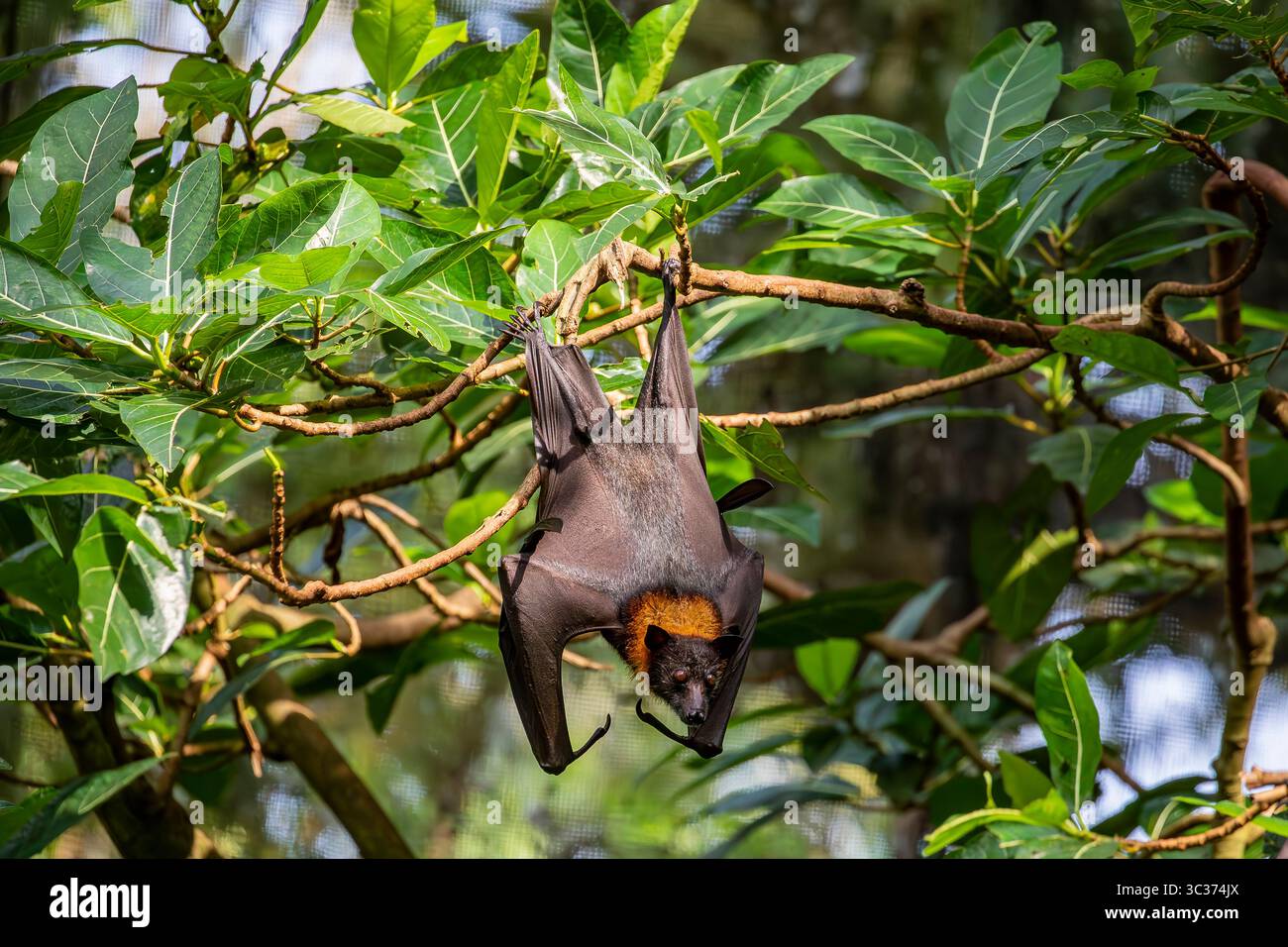 The closeup image of Malayan flying fox (Pteropus vampyrus). a ...