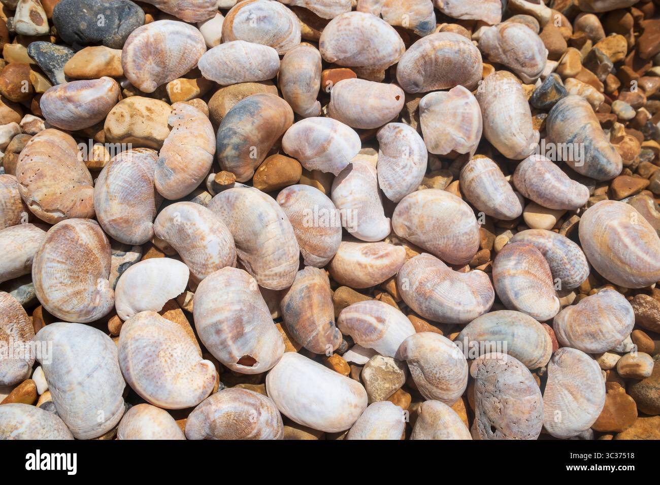 Shells of Crepidula Fornicata, 
