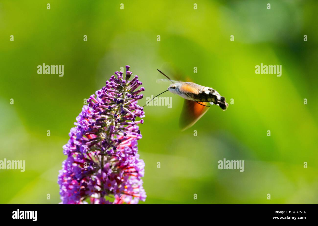 A Hummingbird Hawk Moth feeds on Buddleia nectar. These day-flying ...
