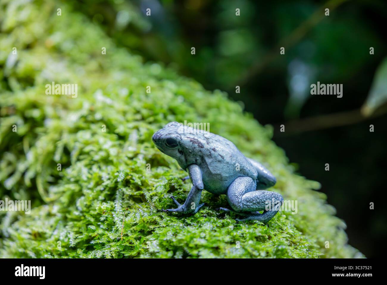 The MINT Green color golden poison frog (Phyllobates terribilis) is a ...
