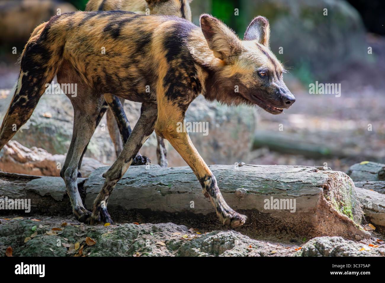 The African wild dog(Lycaon pictus) is a canid native to sub-Saharan ...