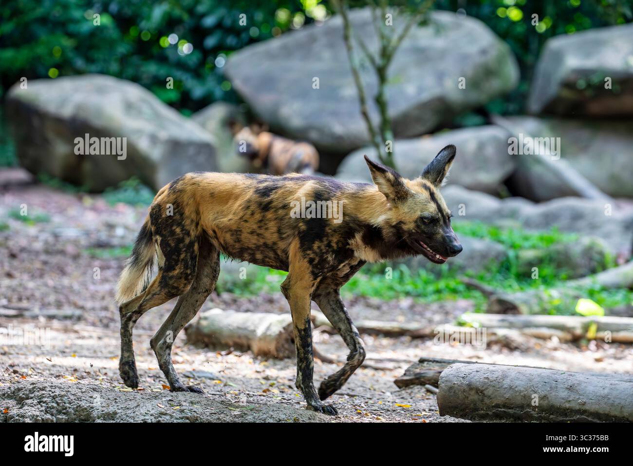 The African wild dog(Lycaon pictus) is a canid native to sub-Saharan ...