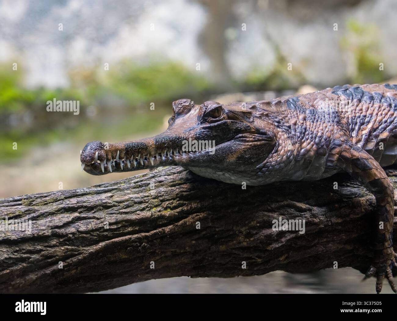 Gharial and ecology hi-res stock photography and images - Alamy