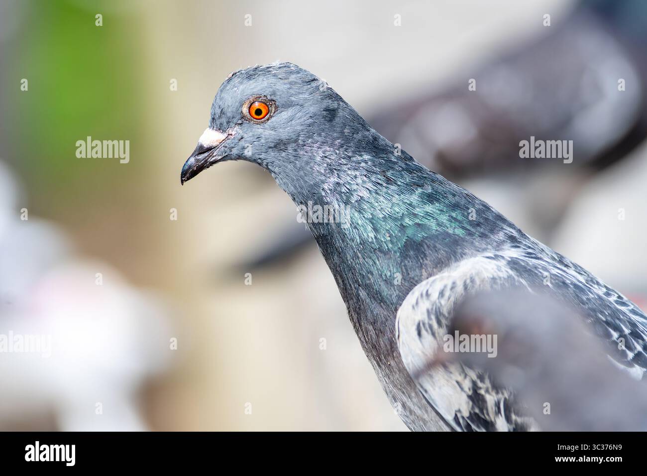 Feral pigeons (Columba livia var. domestica) interacting on pavement ...