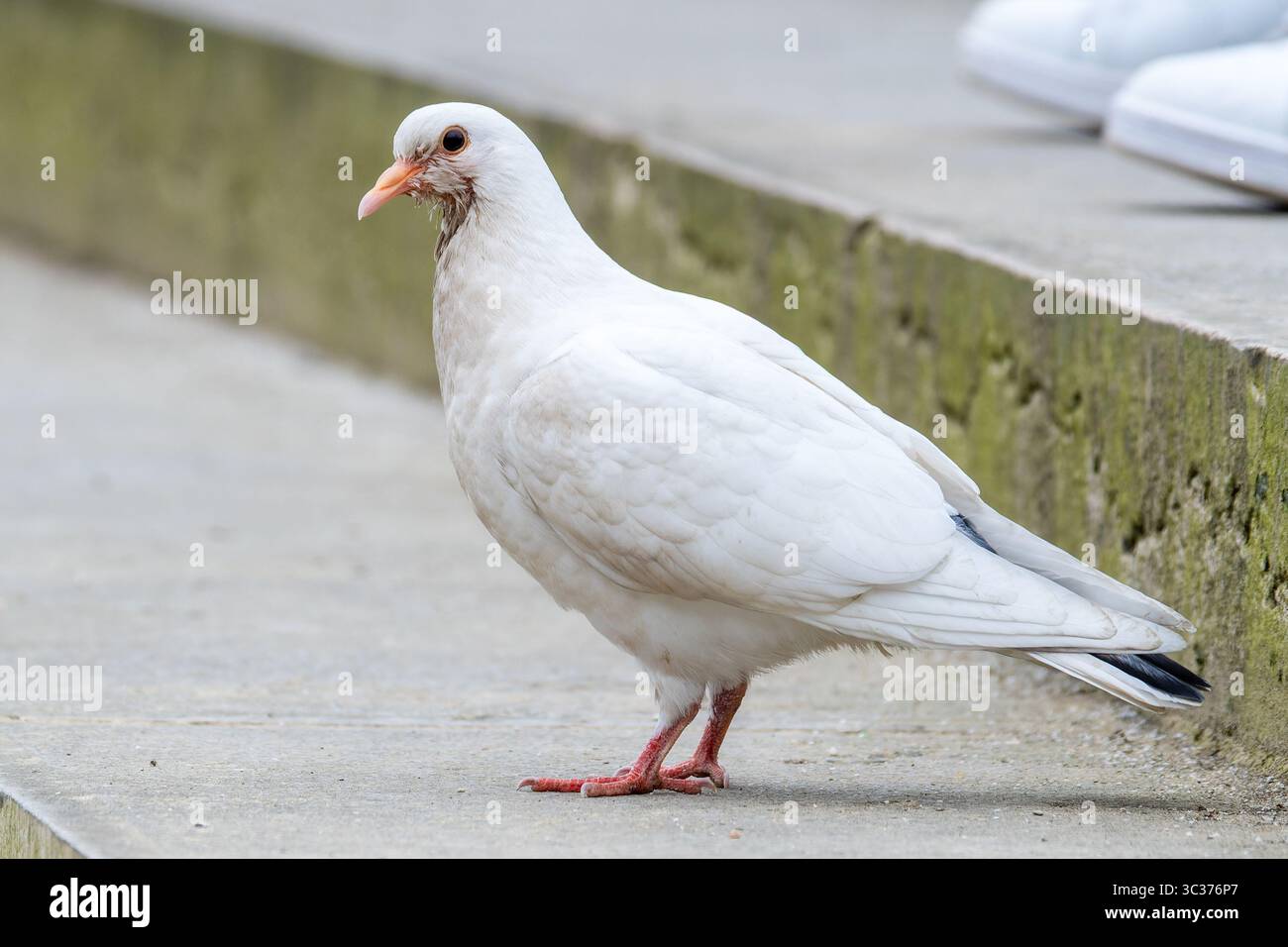 Feral pigeons (Columba livia var. domestica) interacting on pavement ...