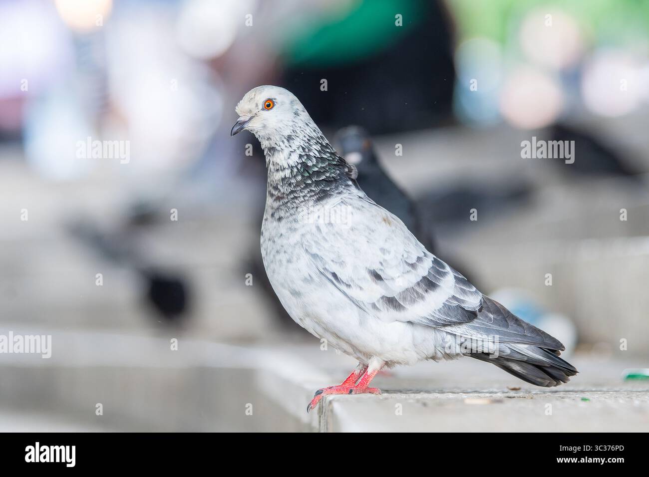Feral pigeons (Columba livia var. domestica) interacting on pavement ...