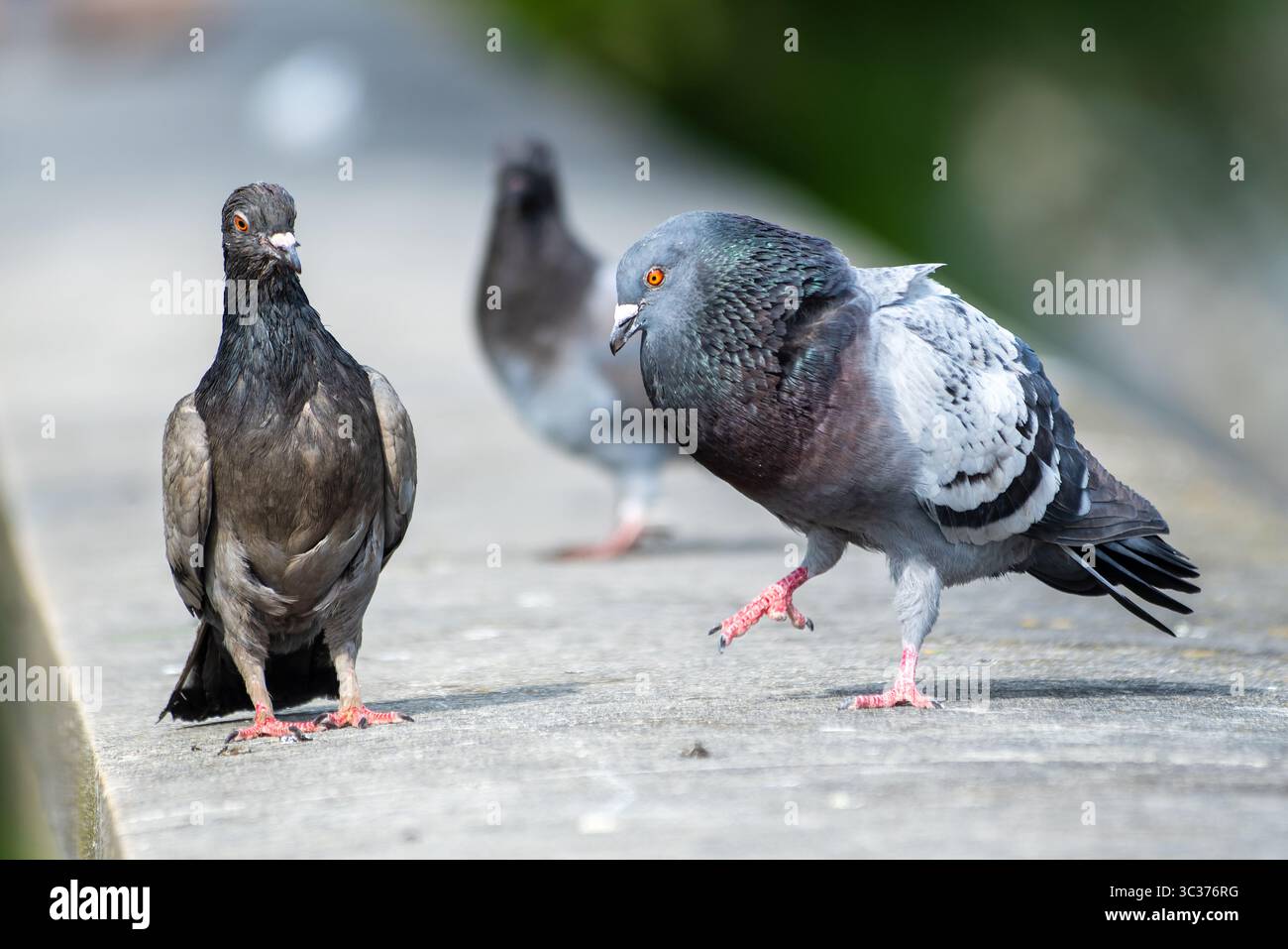 Feral pigeons (Columba livia var. domestica) interacting on pavement ...
