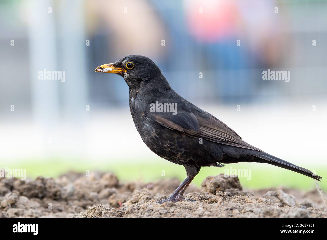 Common blackbird (Turdus merula) male with yellow beak and black ...