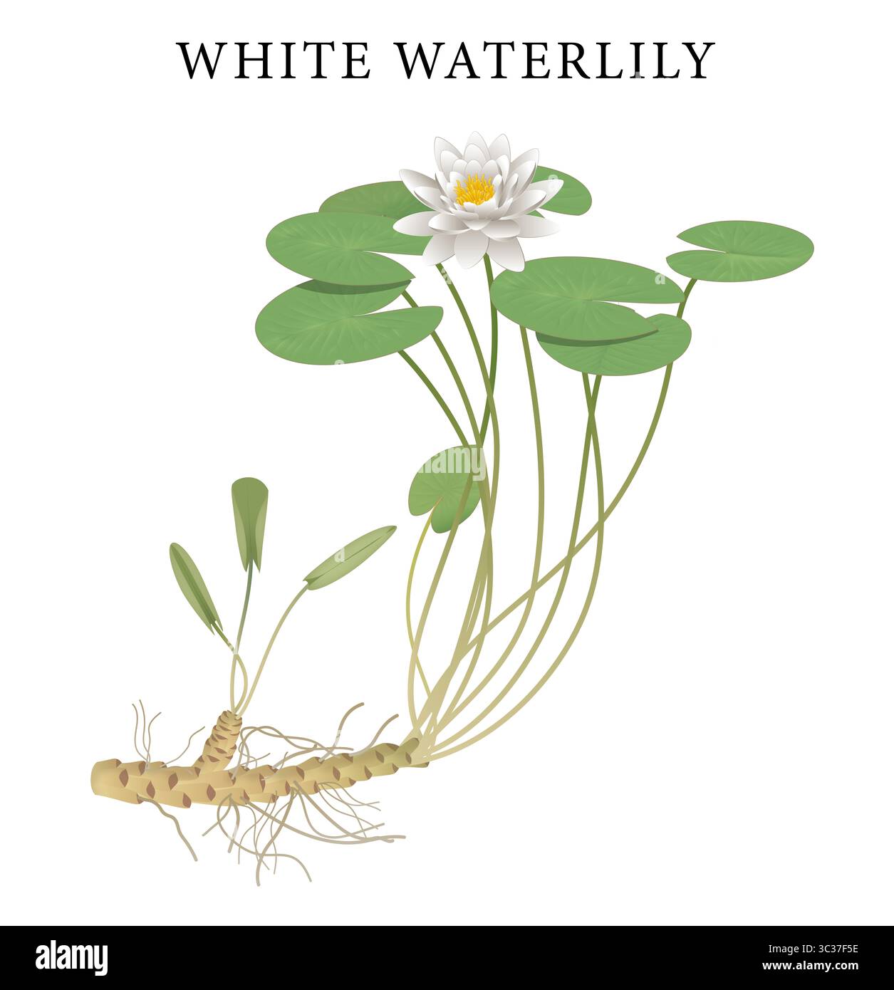 Lake water lily Cut Out Stock Images & Pictures - Alamy