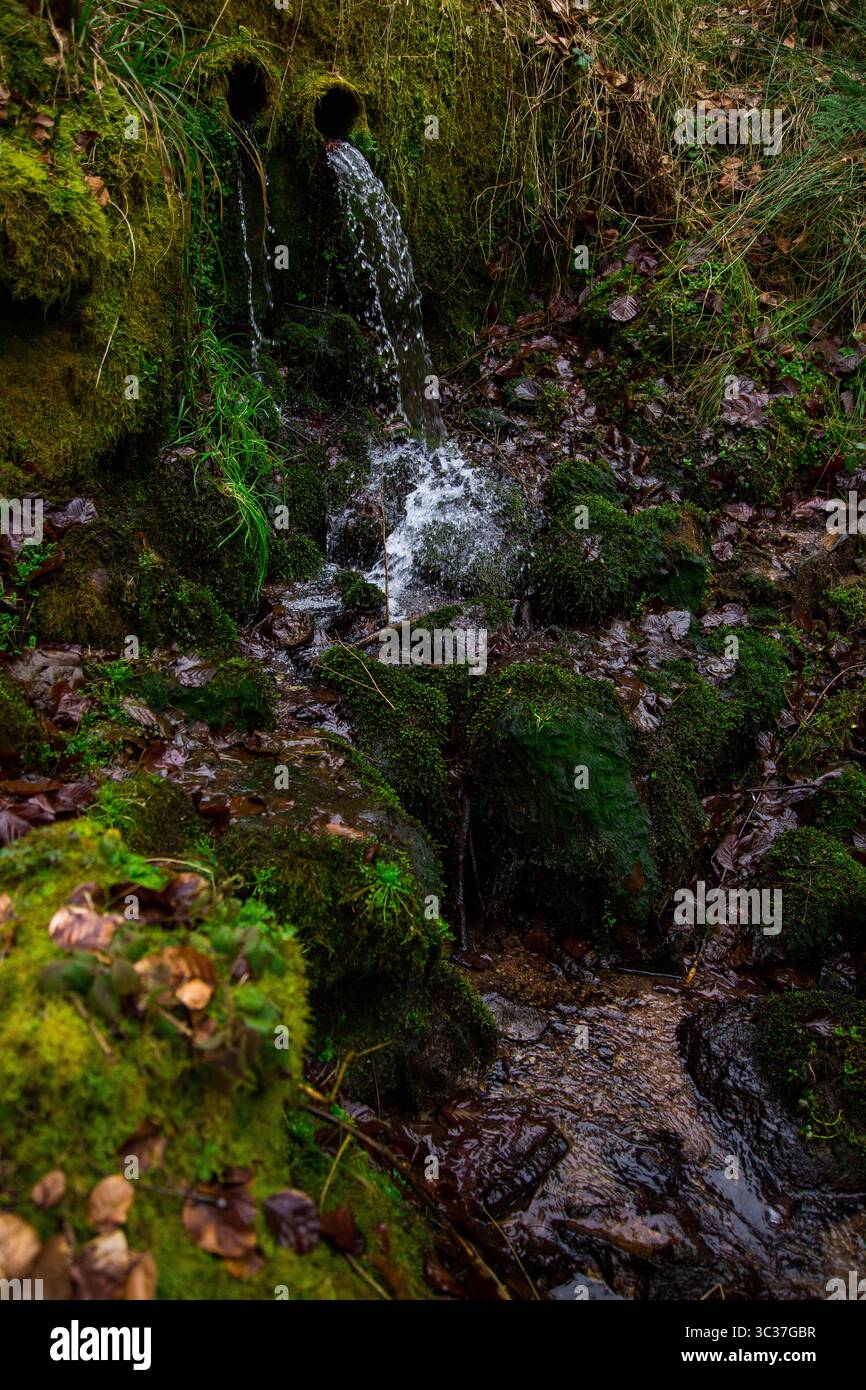 Moss Covered Spring Flowing from Forest Pipe into Quiet Stream Pool ...