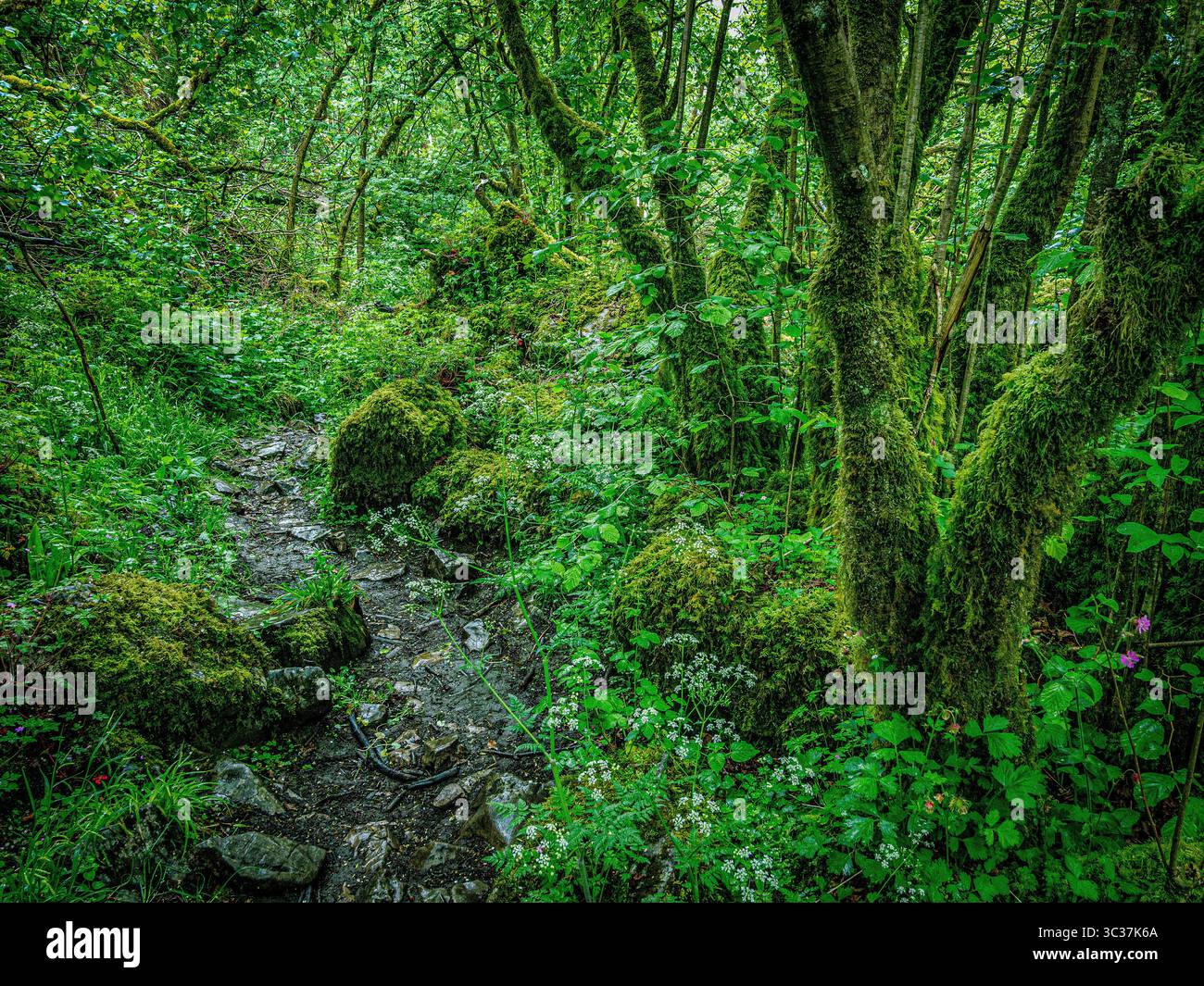 Temperate rainforest woodland trees hi-res stock photography and images ...